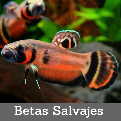 Bettas Salvajes – LITTLE TREE DESIGN BIOTOPES