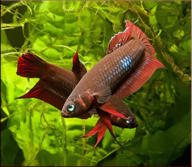 BETTA COCCINA – LITTLE TREE DESIGN BIOTOPES