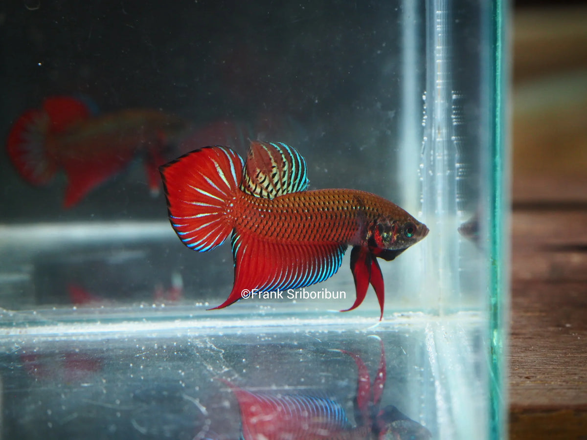 BETTA SPLENDENS "WILD" – LITTLE TREE DESIGN BIOTOPES