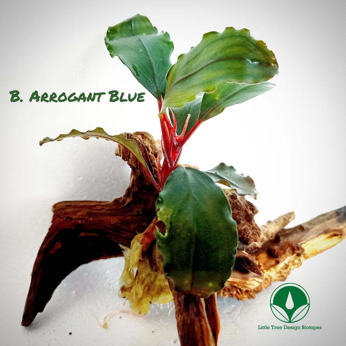 BUCEPHALANDRA ARROGANT BLUE – LITTLE TREE DESIGN BIOTOPES