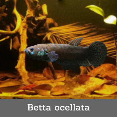 Betta ocellata – LITTLE TREE DESIGN BIOTOPES