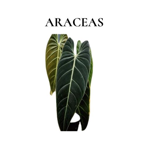 ARACEAS (AROIDS) – LITTLE TREE DESIGN BIOTOPES
