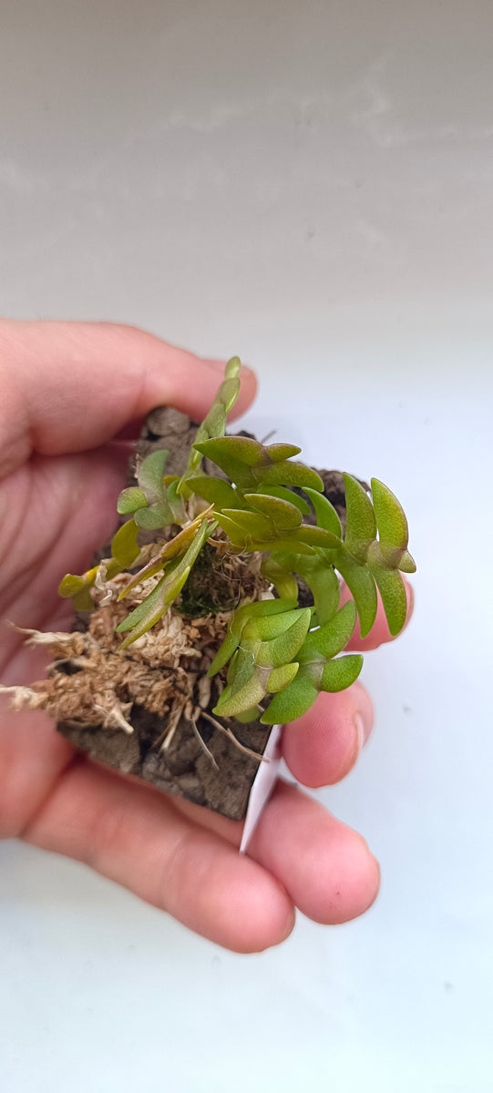 ORQUIDEA DENDROBIUM LEONIS – LITTLE TREE DESIGN BIOTOPES