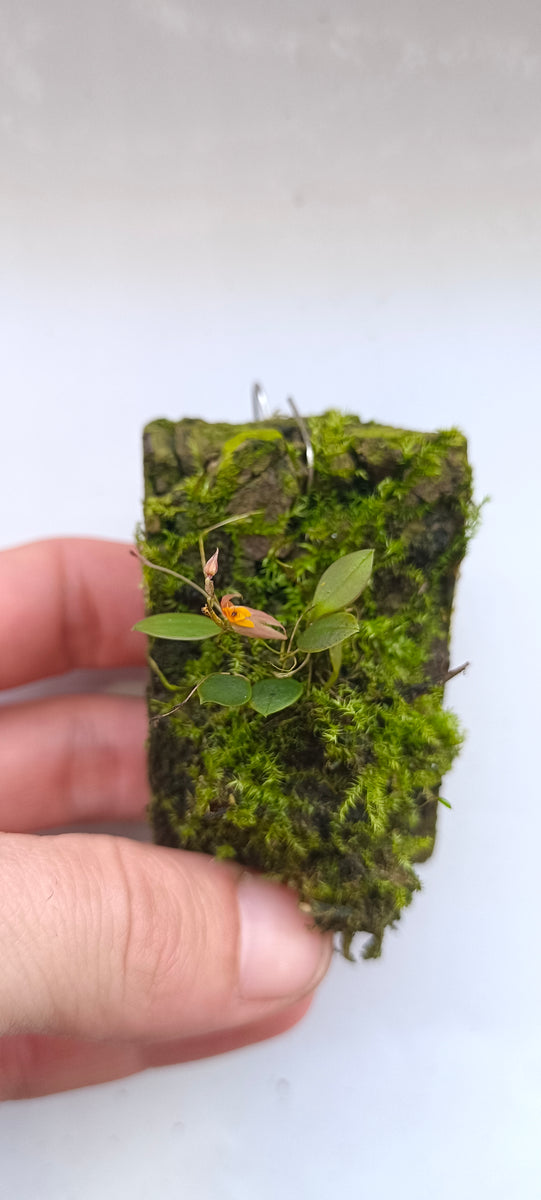 ORQUIDEA LEPANTHES JUGUM – LITTLE TREE DESIGN BIOTOPES