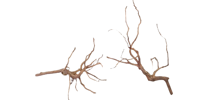 RASAMALA WOOD – LITTLE TREE DESIGN BIOTOPES