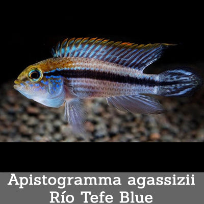 Apistogramma agassizii Río Tefe Blue – LITTLE TREE DESIGN BIOTOPES