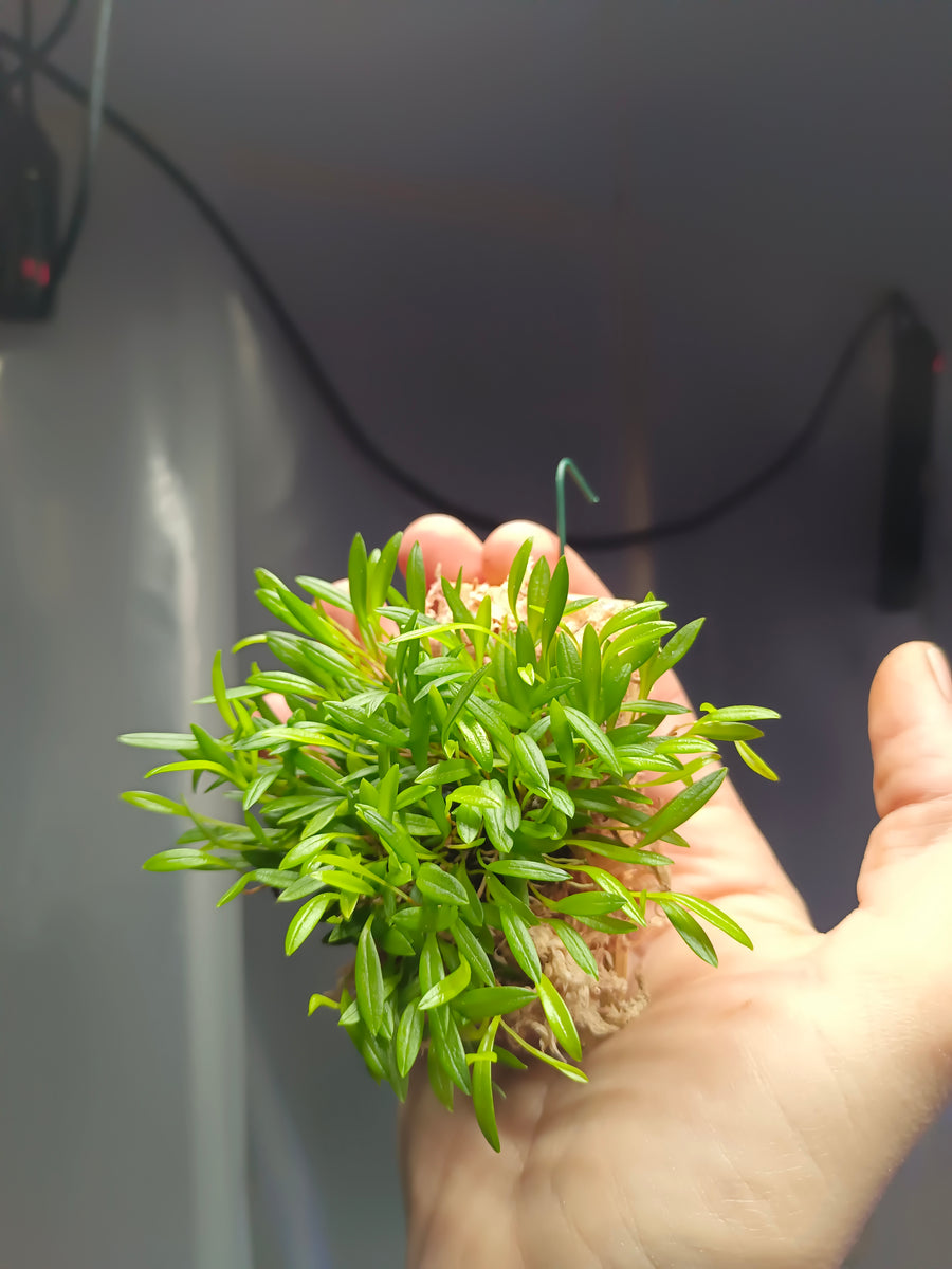 ORQUIDEA STELIS SP. CRAWLING (MINUTISIMA) – LITTLE TREE DESIGN BIOTOPES