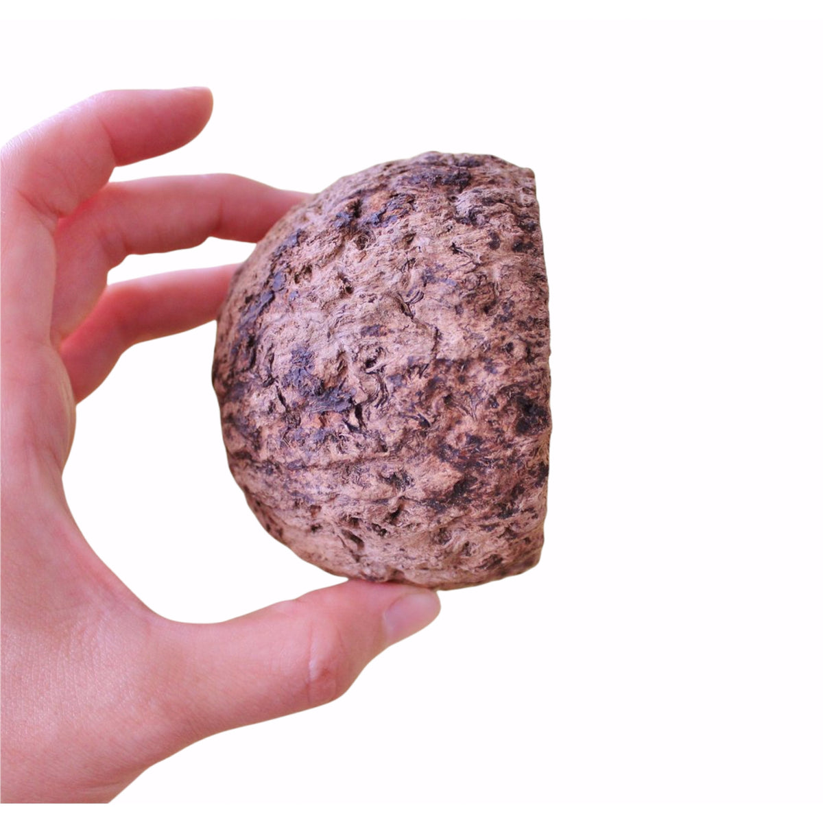 BRAZIL NUT POD – LITTLE TREE DESIGN BIOTOPES