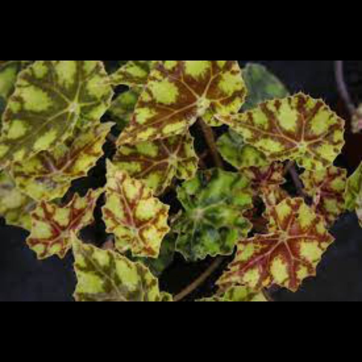 BEGONIA BOWERI "TIGER" – LITTLE TREE DESIGN BIOTOPES