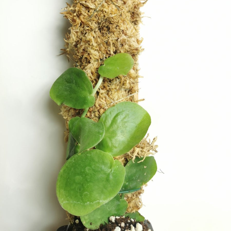 MONSTERA TENUIS – LITTLE TREE DESIGN BIOTOPES