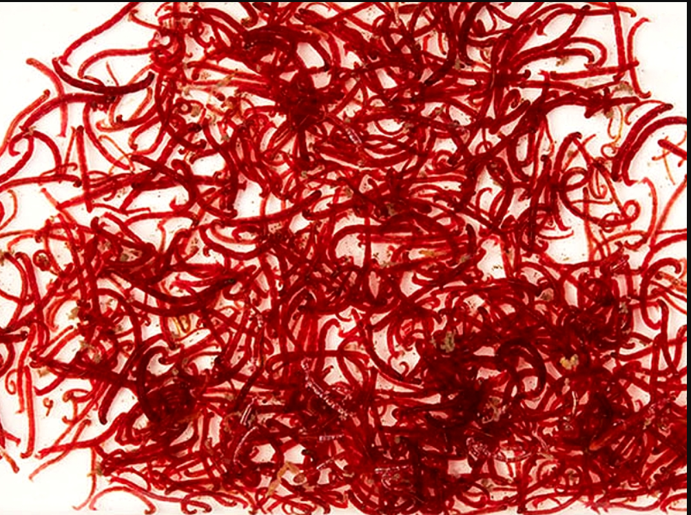 Larva de mosquito roja – LITTLE TREE DESIGN BIOTOPES