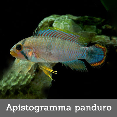 Apistogramma panduro – LITTLE TREE DESIGN BIOTOPES