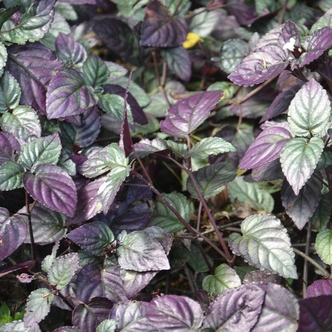 HEMIGRAPHIS COLORATA – LITTLE TREE DESIGN BIOTOPES