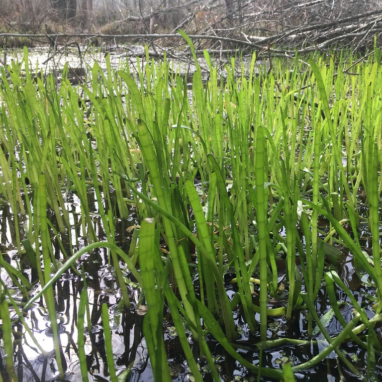 LILAEOPSIS CAROLINENSIS – LITTLE TREE DESIGN BIOTOPES